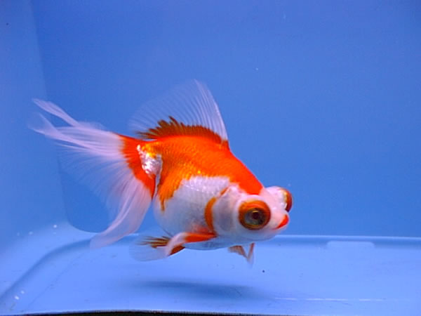 Goldfish - MY PETS