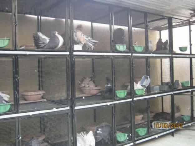 Three Days Pigeons | Pigeon Breeding Cages ~ Pigeons Photos | Pigeons ...