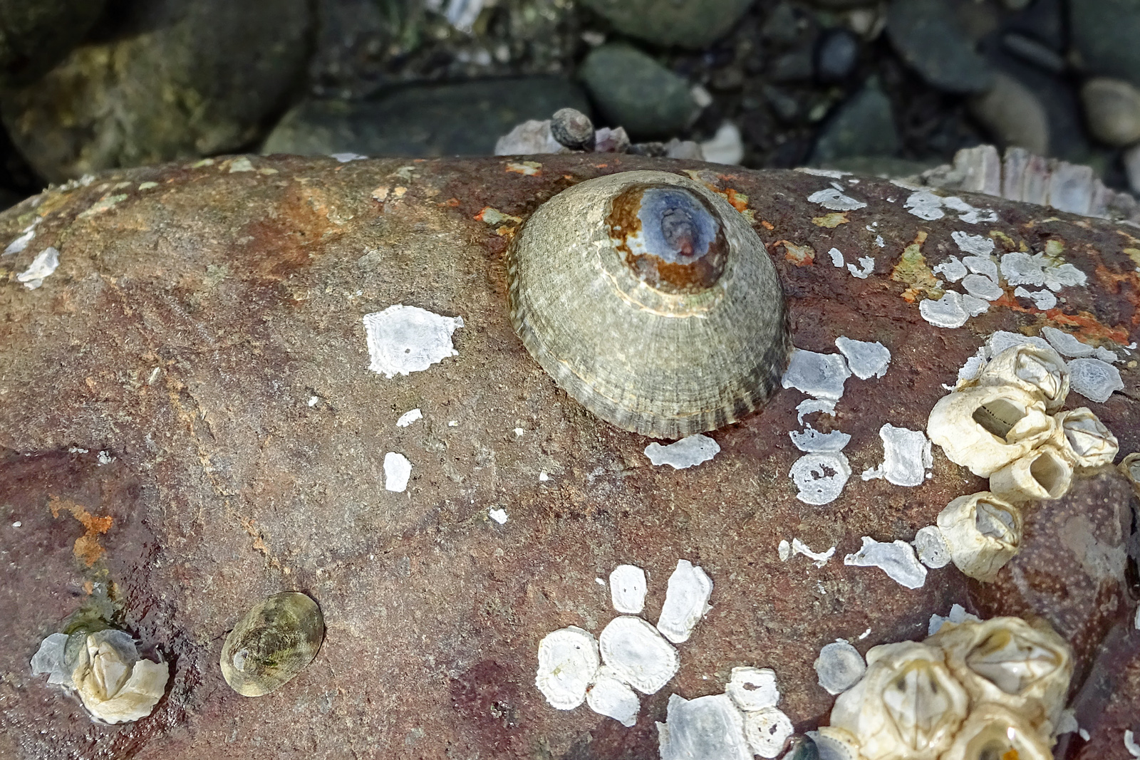 Wanderin' Weeta (With Waterfowl and Weeds): A quiet place to sleep