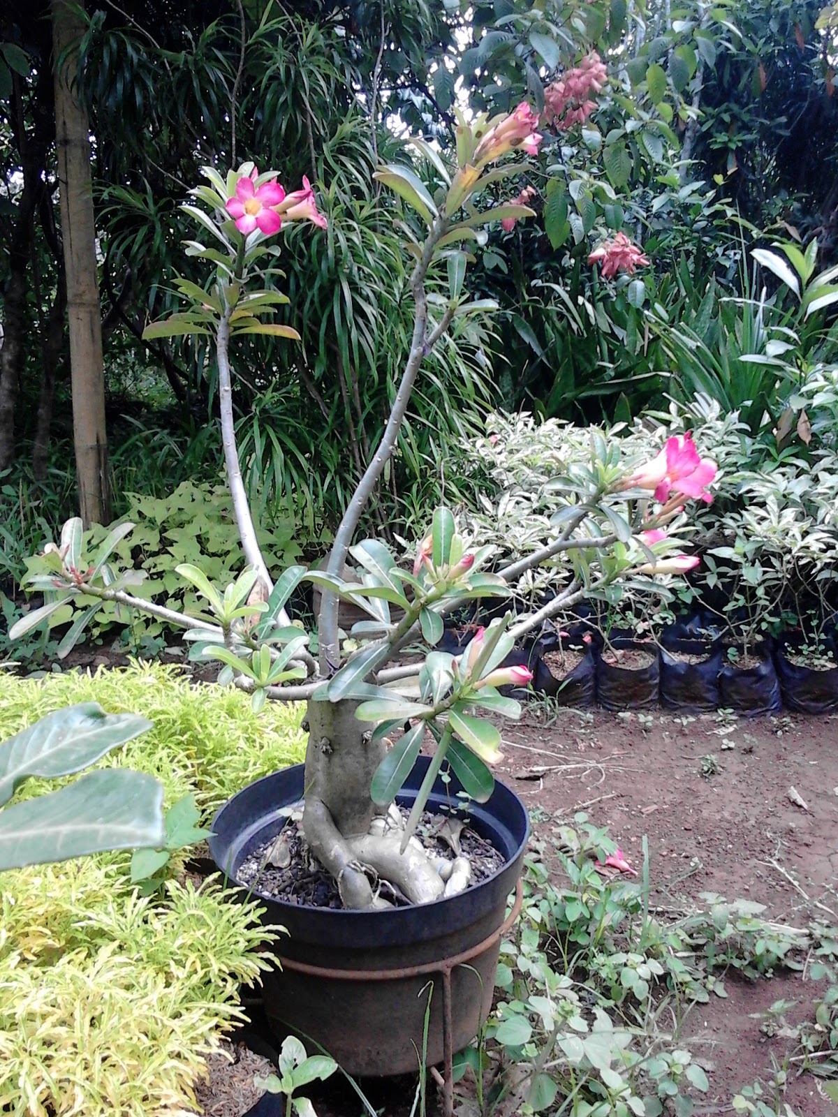 Inspirasi 61+ Kamboja Jepang