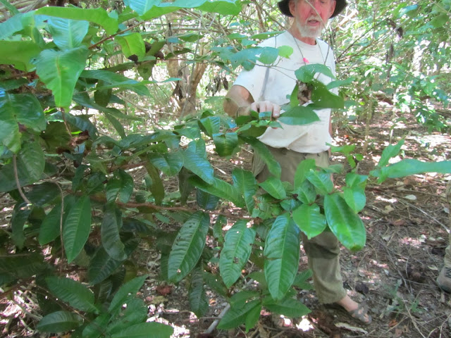 Reforestation in Queensland, Australia: Bumpy Satinash (Syzygium ...