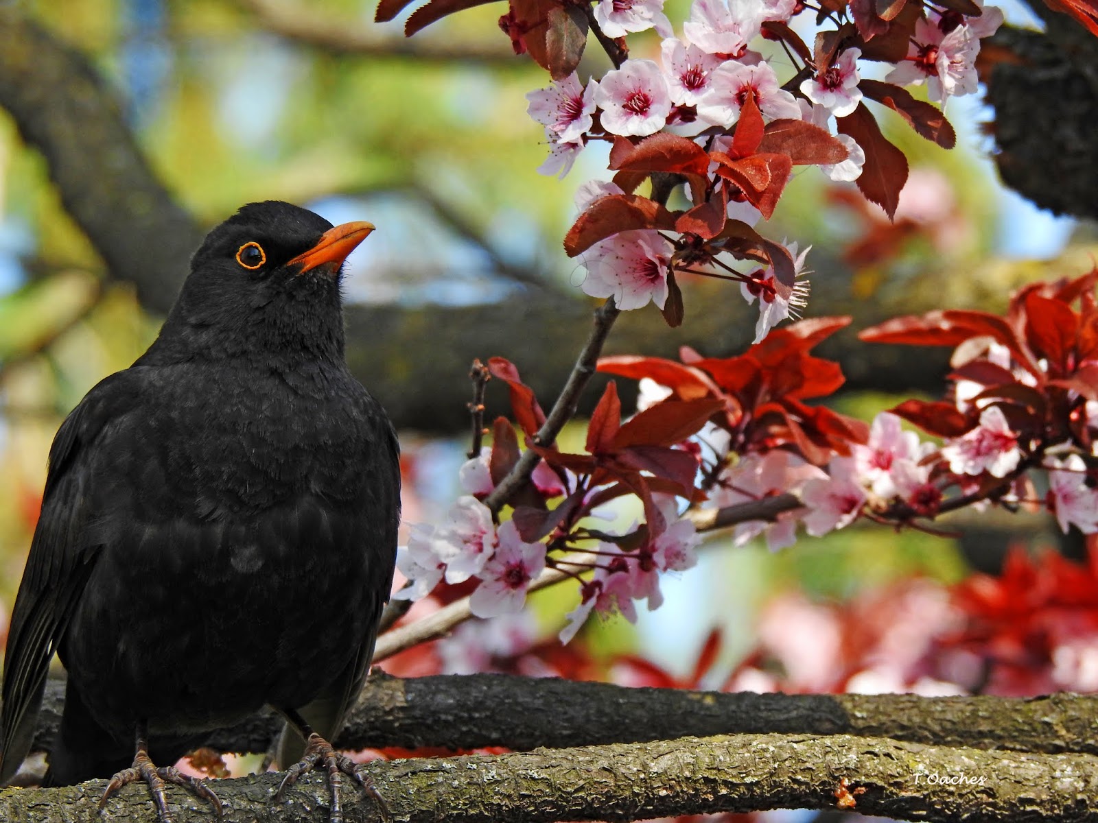 PASARI DIN ROMANIA: MIERLA (1), Turdus merula