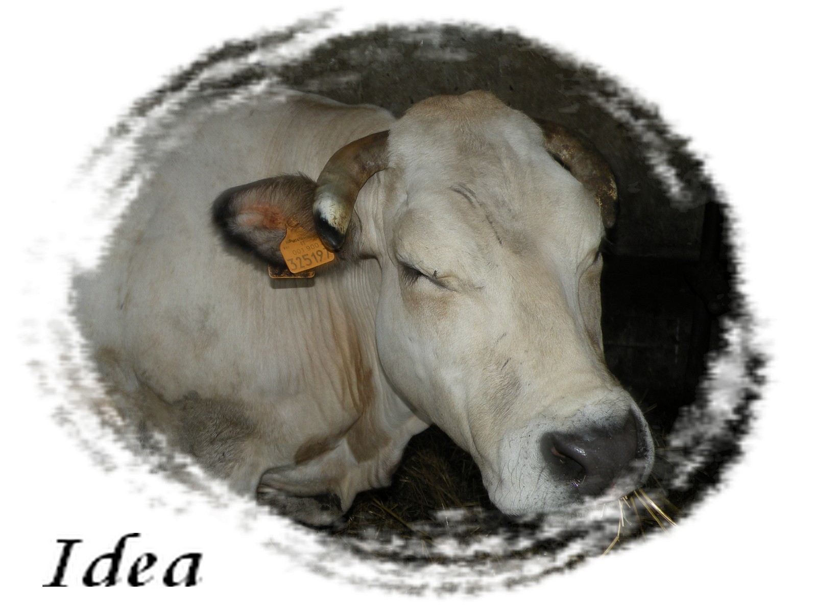 Farm Serenity Cow: La Cow-muuuu-nity delle ns. cow-poop