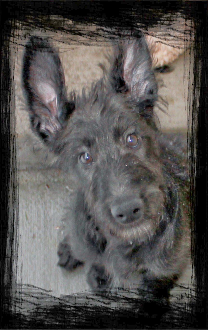 Standard Poodle Mix Rescue : Billy is NO longer available!