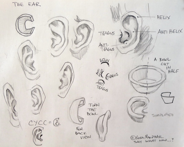 NORA MacPHAIL - ARTIST: Today's homework - the ear