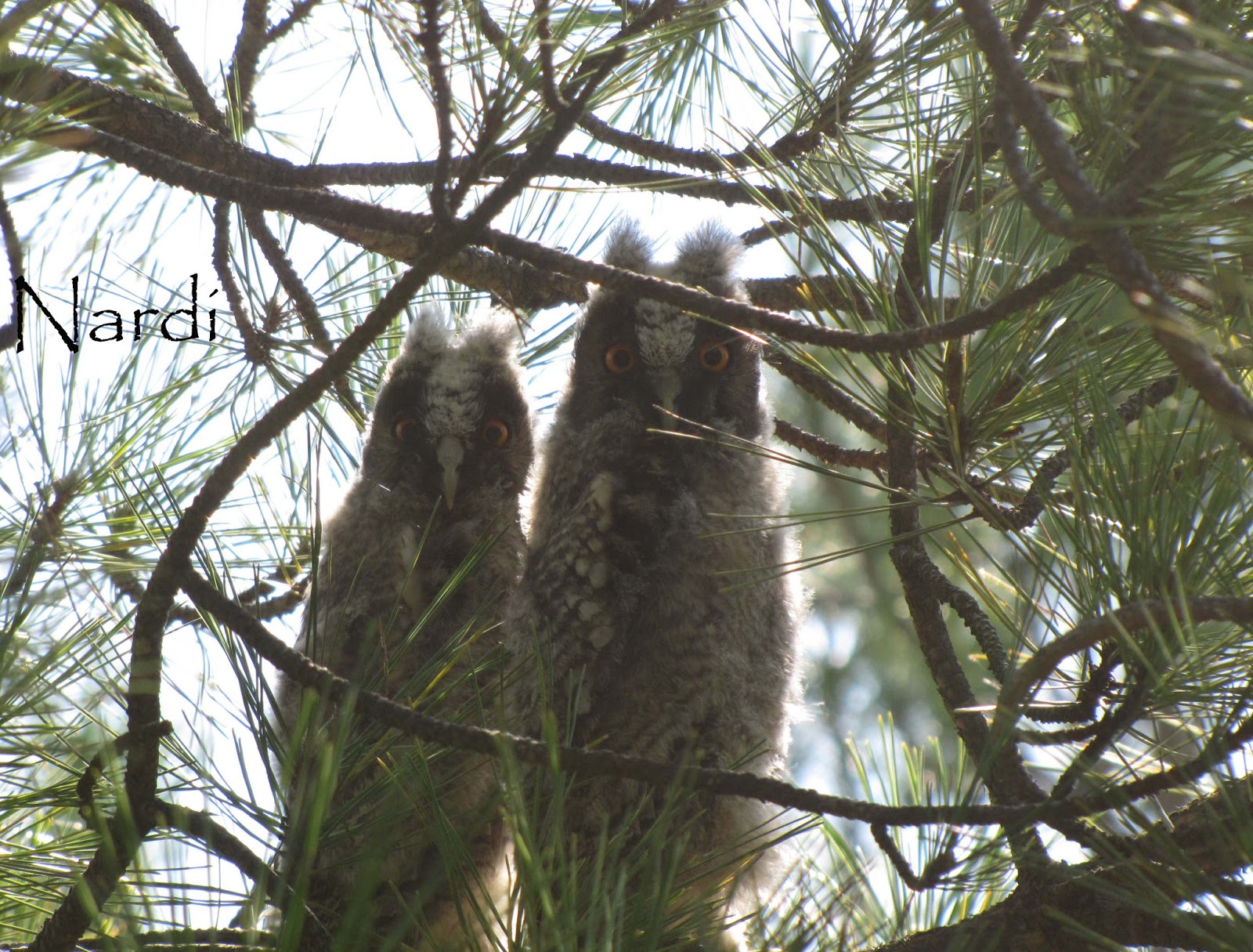 NARDILEON: Buho chico (Asio otus)
