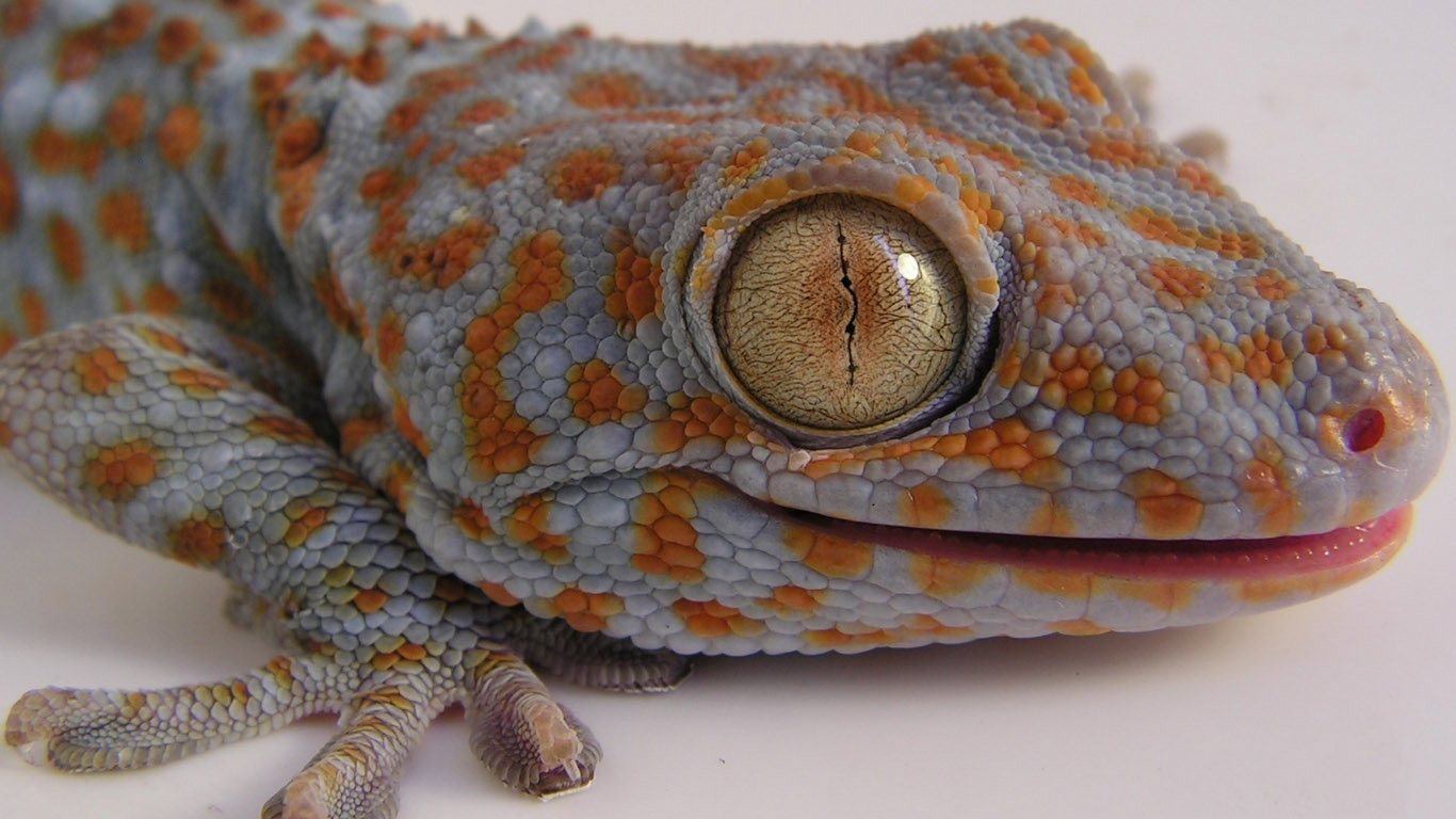 Lizard HD Wallpapers