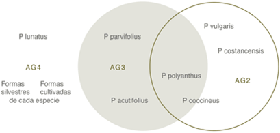 MEJORAMIENTO DE FRIJOL POR HIBRIDACION: ACERVO GENETICO