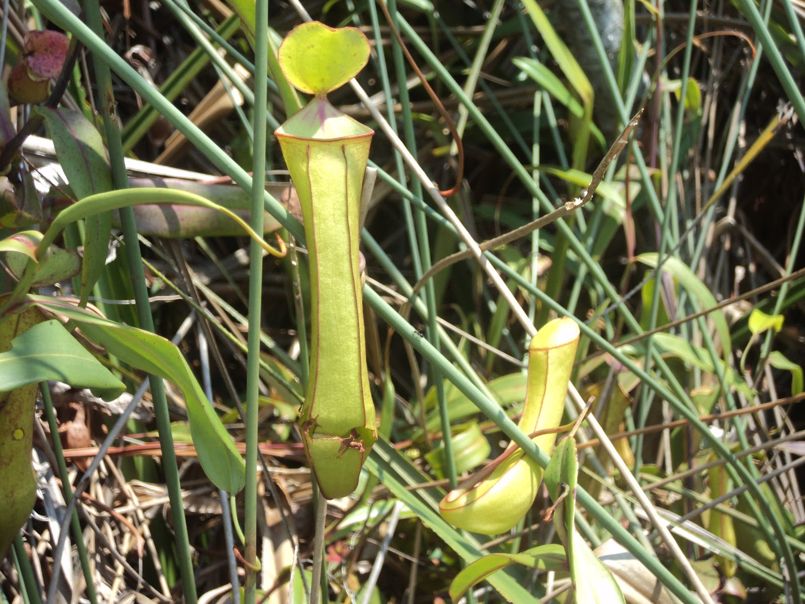Mak Wardah: Pokok Periuk Kera