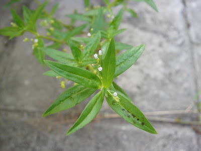 Rumput Mutiara (Hedyotis corymbosa)