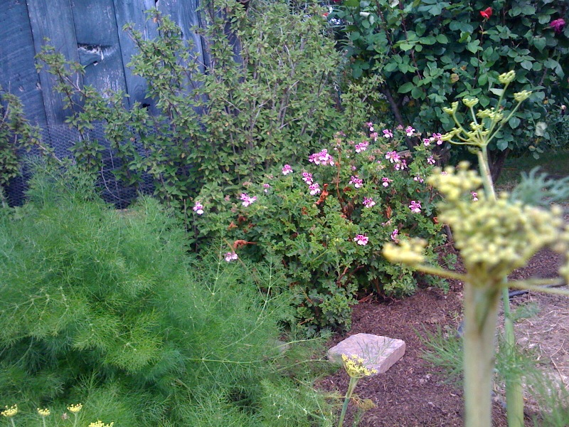 The Beneficial Gardener