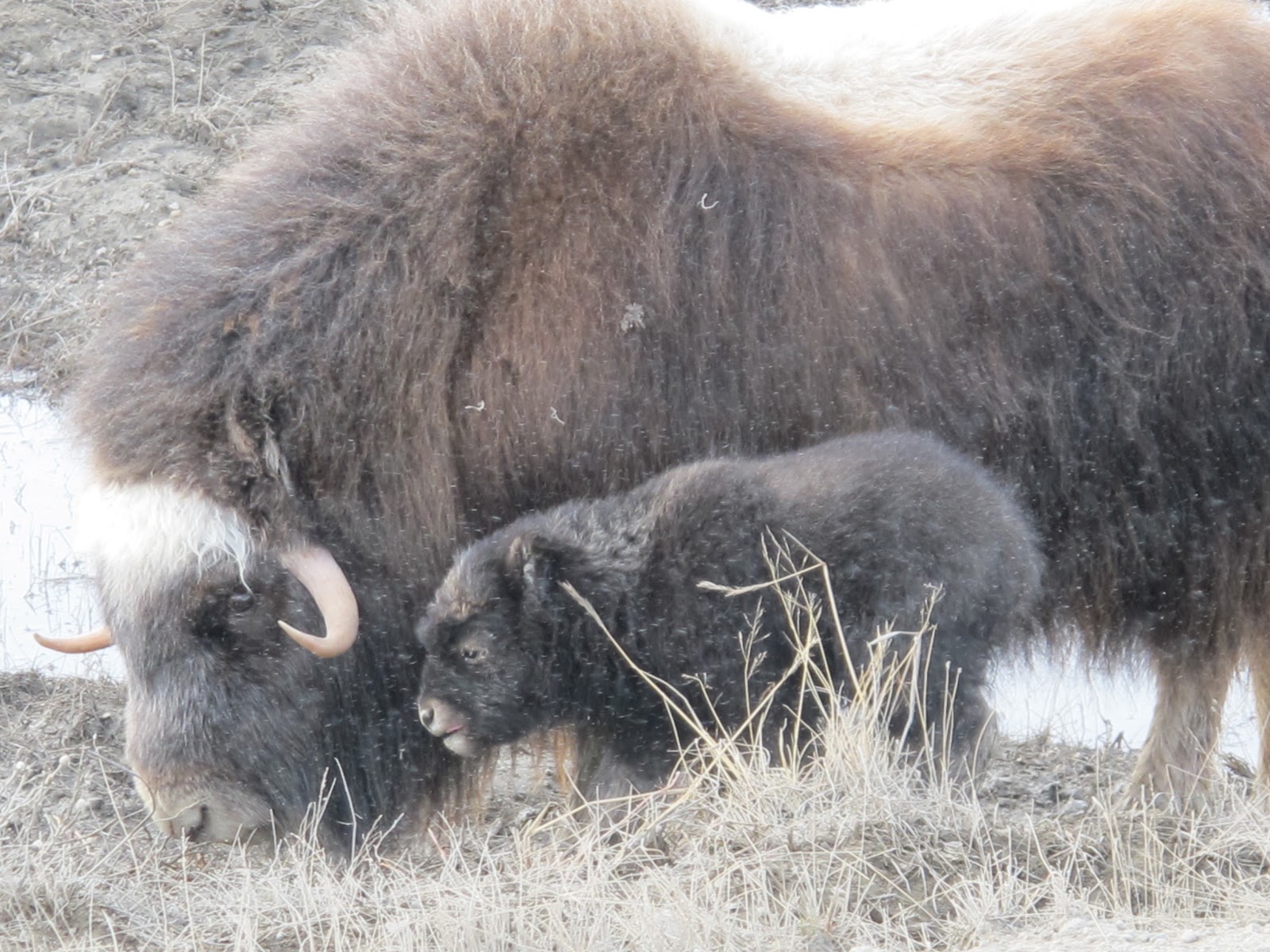 Tundra Rat Travel: Prudhoe Bay, Alaska