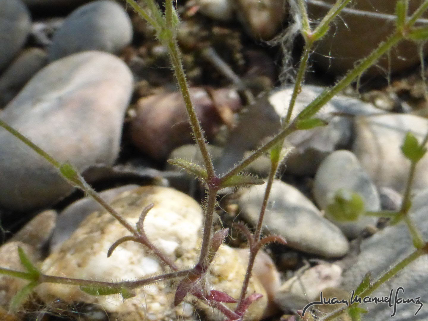 rocayflor: Flora del Somontano de Barbastro. Caryophyllaceae