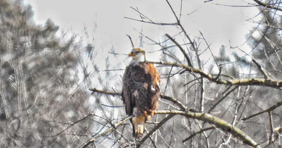 Terrierman's Daily Dose: Winged Predators