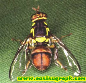 Papaya fruit fly|Oasis Agro Industries Pakistan