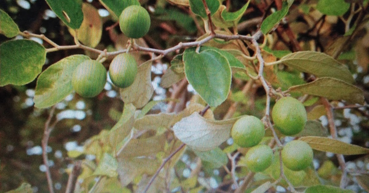 Fuziah Sulaiman blog: Jom kenali flora BIDARA di Laman WOMA- Mandia Herba