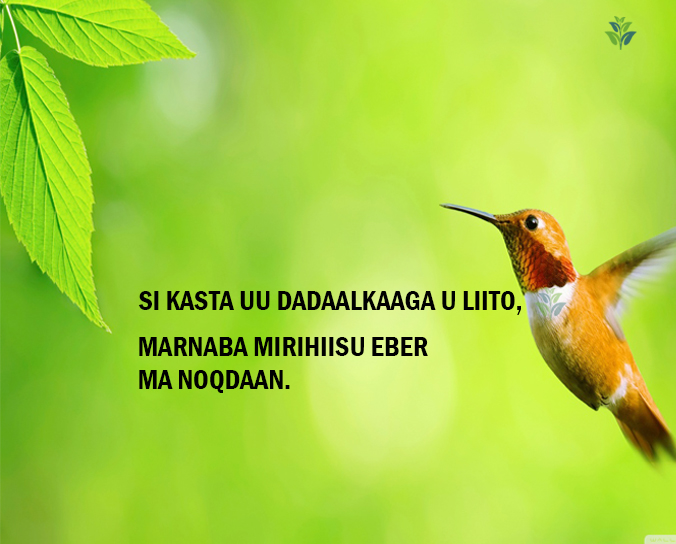 Diin Iyo Bakayle (Sheeko) | Xikmado