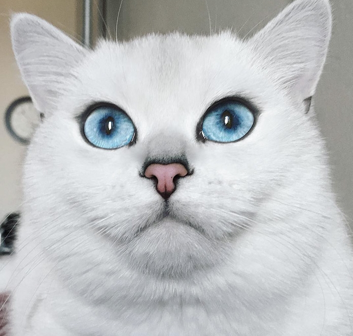 White Wolf : Coby The Cat Has The Most Beautiful Eyes You’ve Ever Seen!