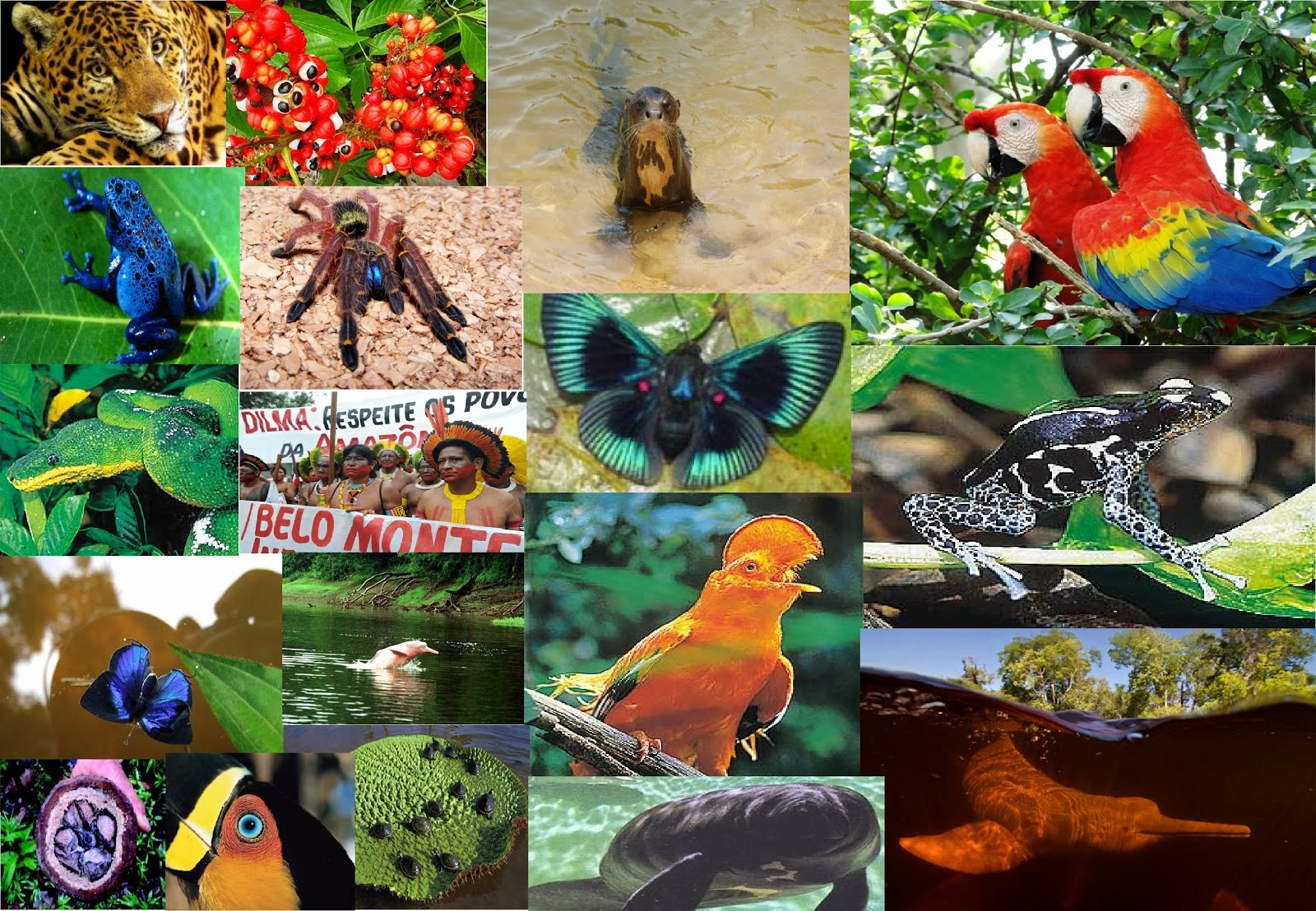 Amazônia | Floresta Amazônica e Sua Biodiversidade Ecocultural