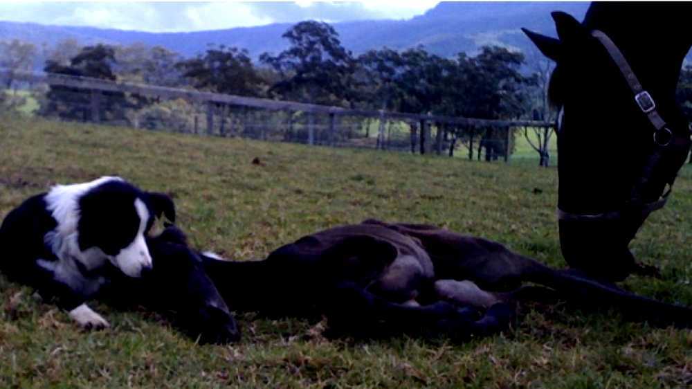 Wolves as pets and working animals