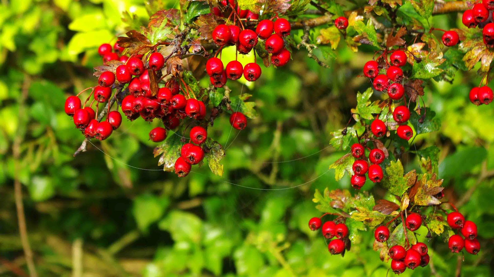 Out & About: Ellastone & Calwich Abbey