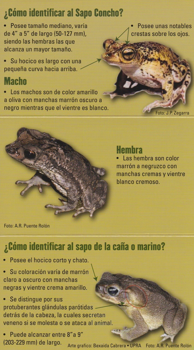 la Isla Querida: Sapo Concho de Puerto Rico (PRican Crested Toad)