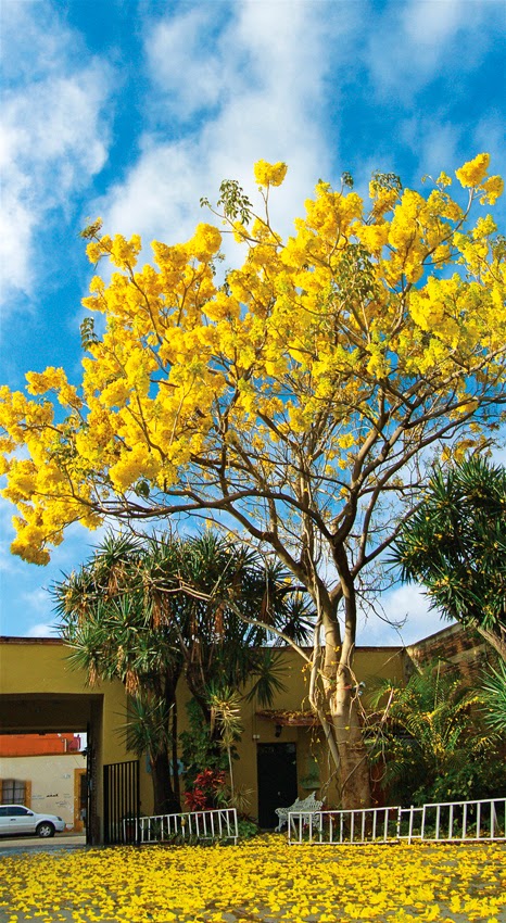 LIBROS DE OAXACA: ARBOLES EMBLEMATICOS DE OAXACA PATRIMONIO VIVO DE LA ...