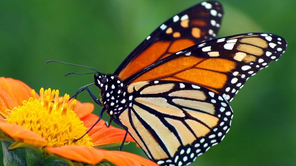 About Animal Monarch Butterfly - Animals Point | DaddyFile
