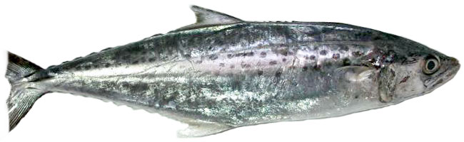 Ikan Tenggiri: Karakteristik Ikan Tenggiri