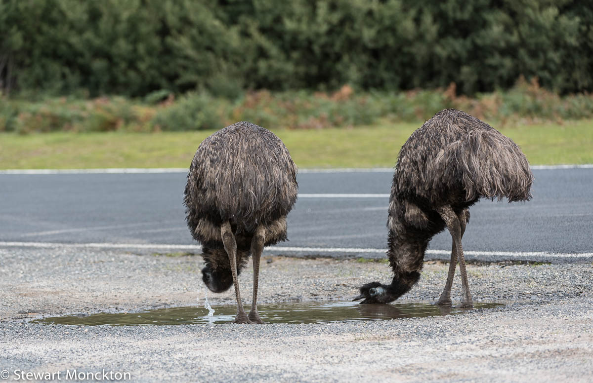 Paying Ready Attention - Photo Gallery: Wild Bird Wednesday 211 - Emu