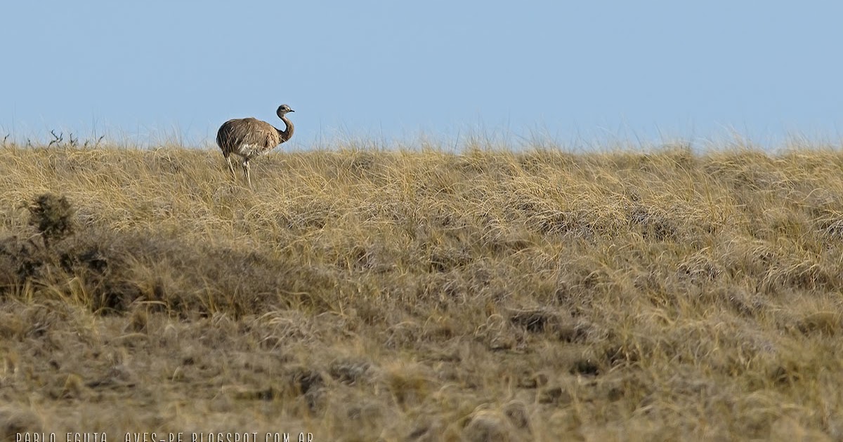 mis fotos de aves: Rhea pennata Choique Lesser Rhea