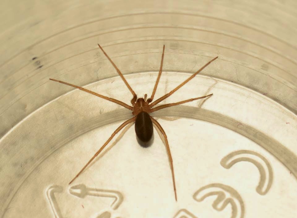 Crna Udovica nije jedini otrovni pauk u Primorju