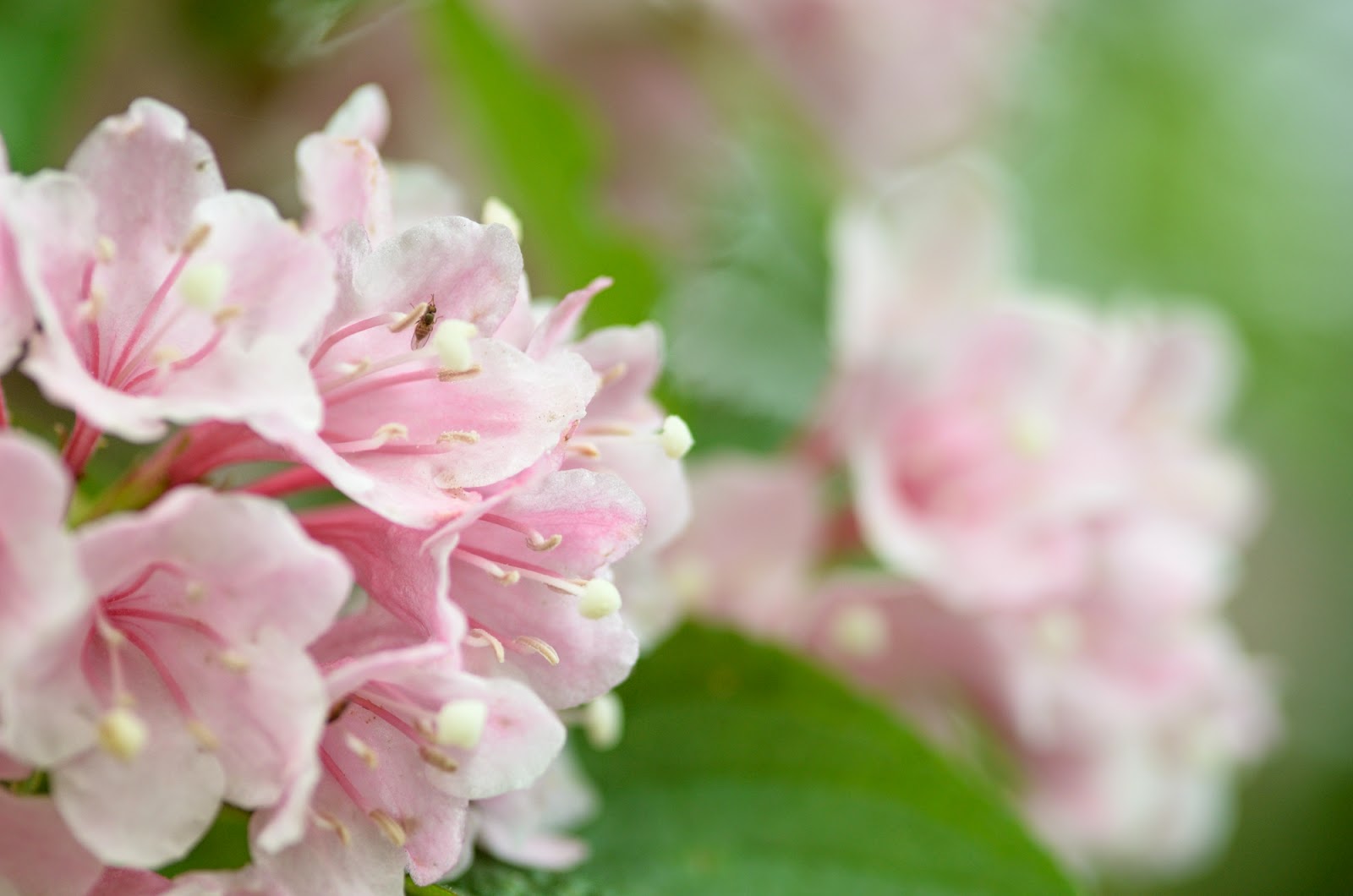 Sendai Photo Blog | Pictures of northern Japan: Some Kind Of Pink