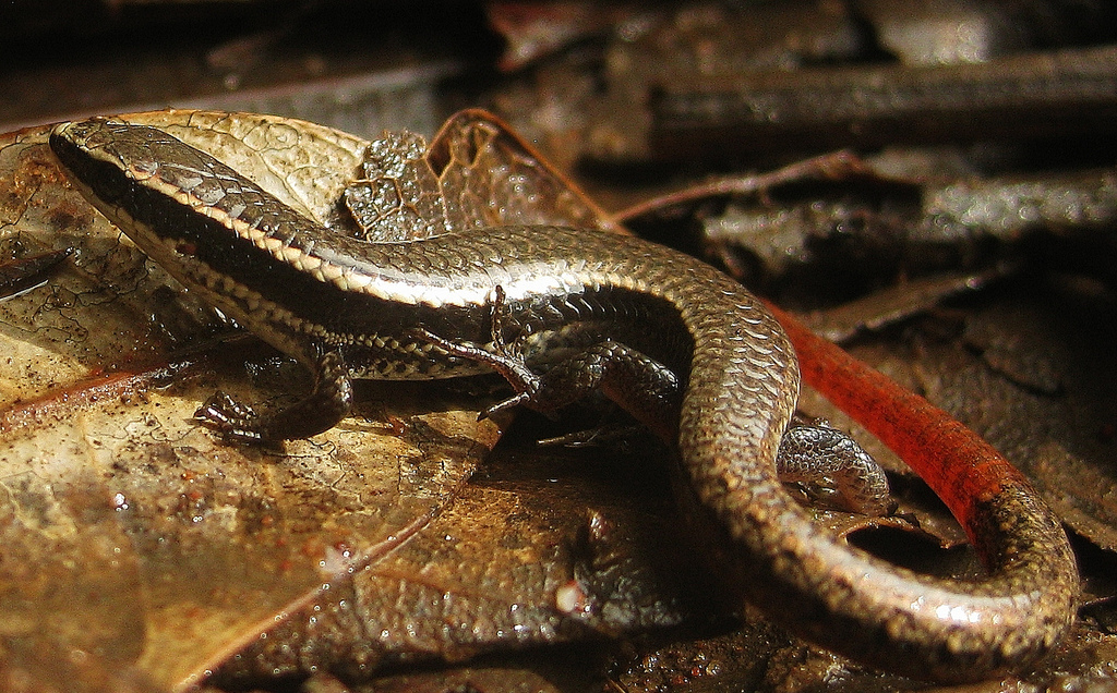 Scincomorpha - True Lizard