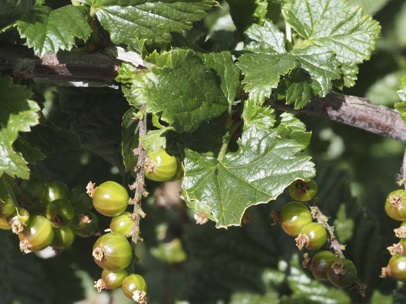 Paseos por la naturaleza: Ribes petraeum. Grosellero rojo.