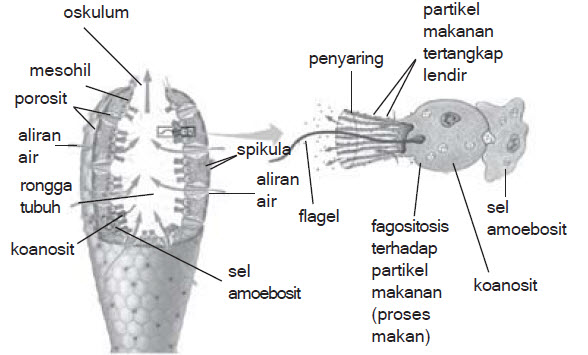 Struktur dan Fungsi Tubuh Porifera | Mikirbae.com