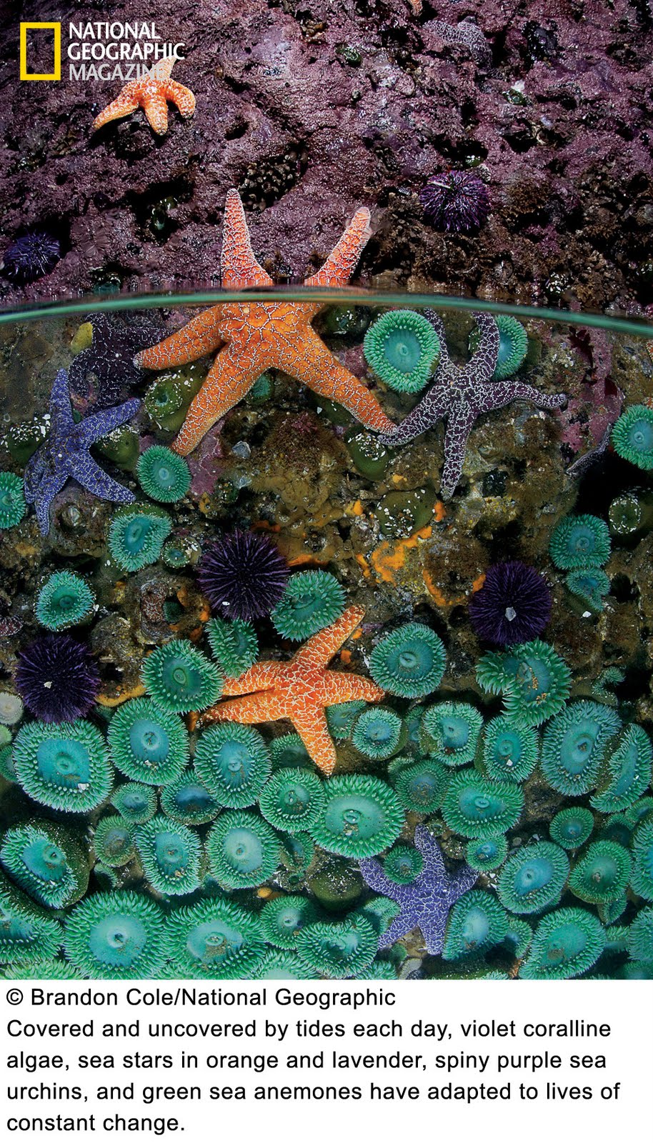 Brimming Pools: latest Nat Geo issue looks at the vibrant diversity of ...