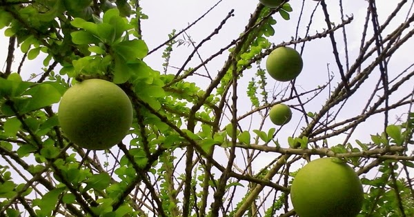 TRAVELER KERE: The Bitter Fruit