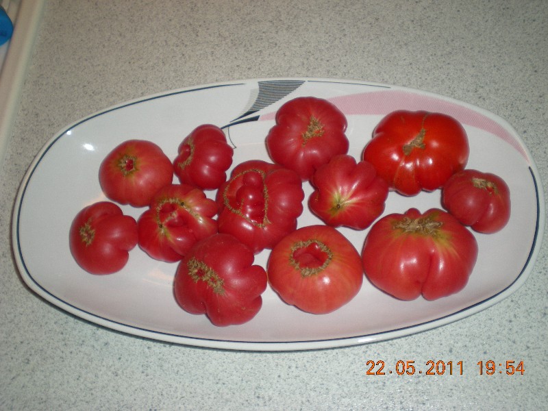 BALKONDA TOPRAKSIZ TARIM: Pembe Domates