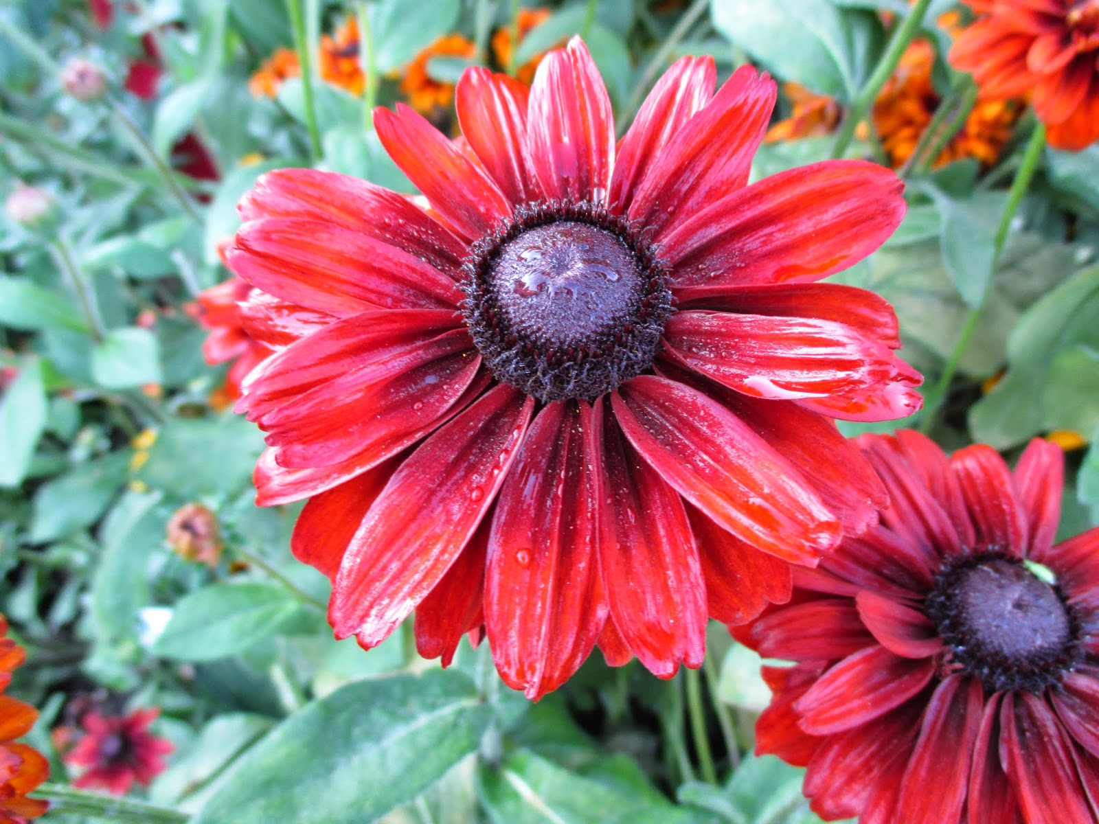 Rotary Botanical Gardens - Hort Blog: Finally - A Rainy Day