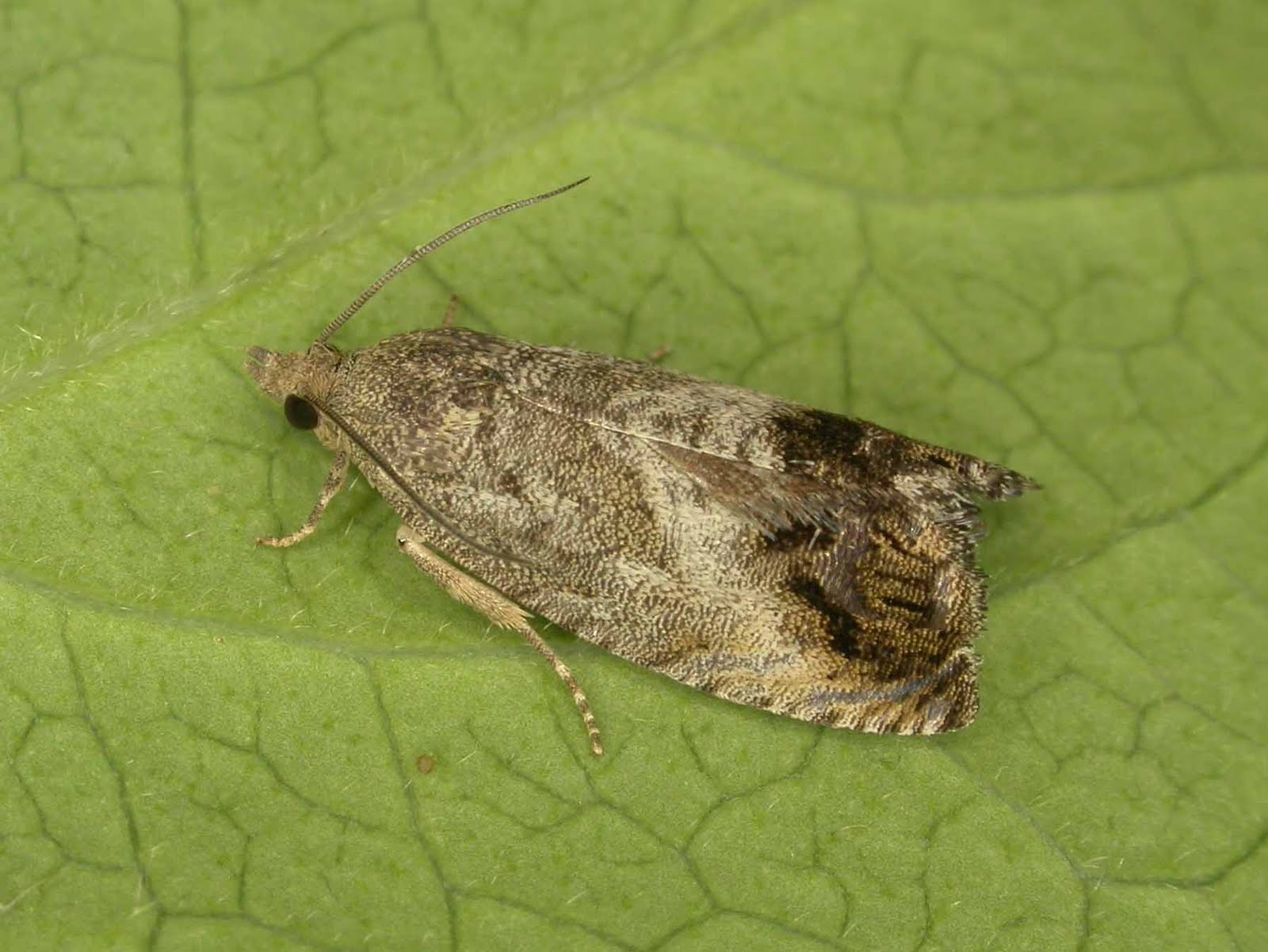 Darley Dale Wildlife: Cydia splendana
