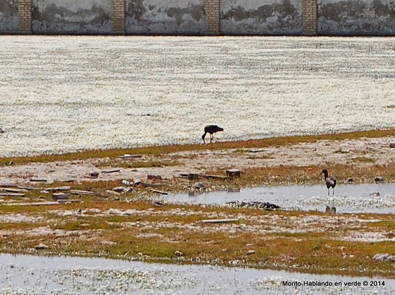 Hablando en verde: Morito común