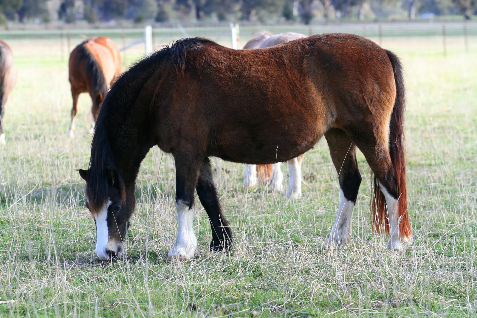 WELSH PONIES and THE ODD FRESIAN COW