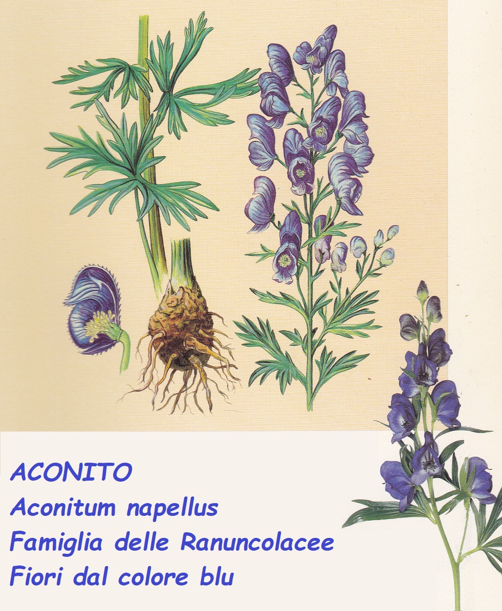 ACONITO (Aconitum Napellus)﻿ - Blog di pociopocio