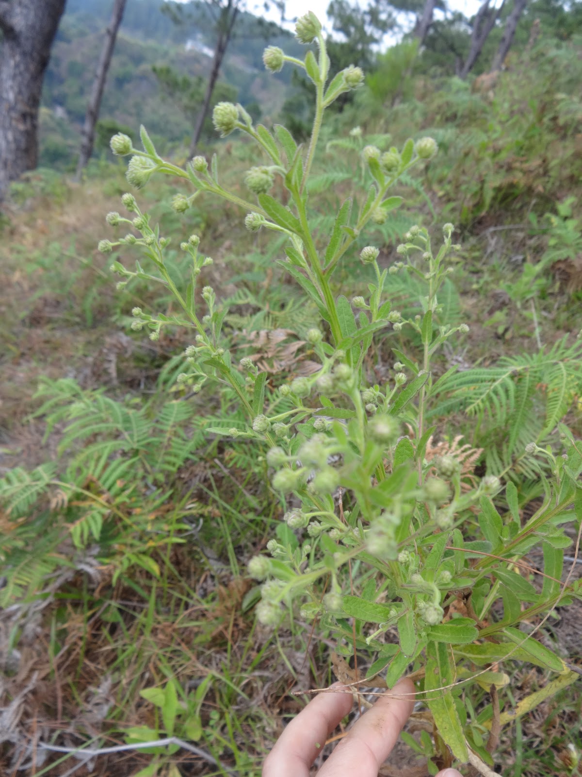 Herbs from Distant Lands: Laggera alata - Winged-Stem Laggera, Liu Leng ...