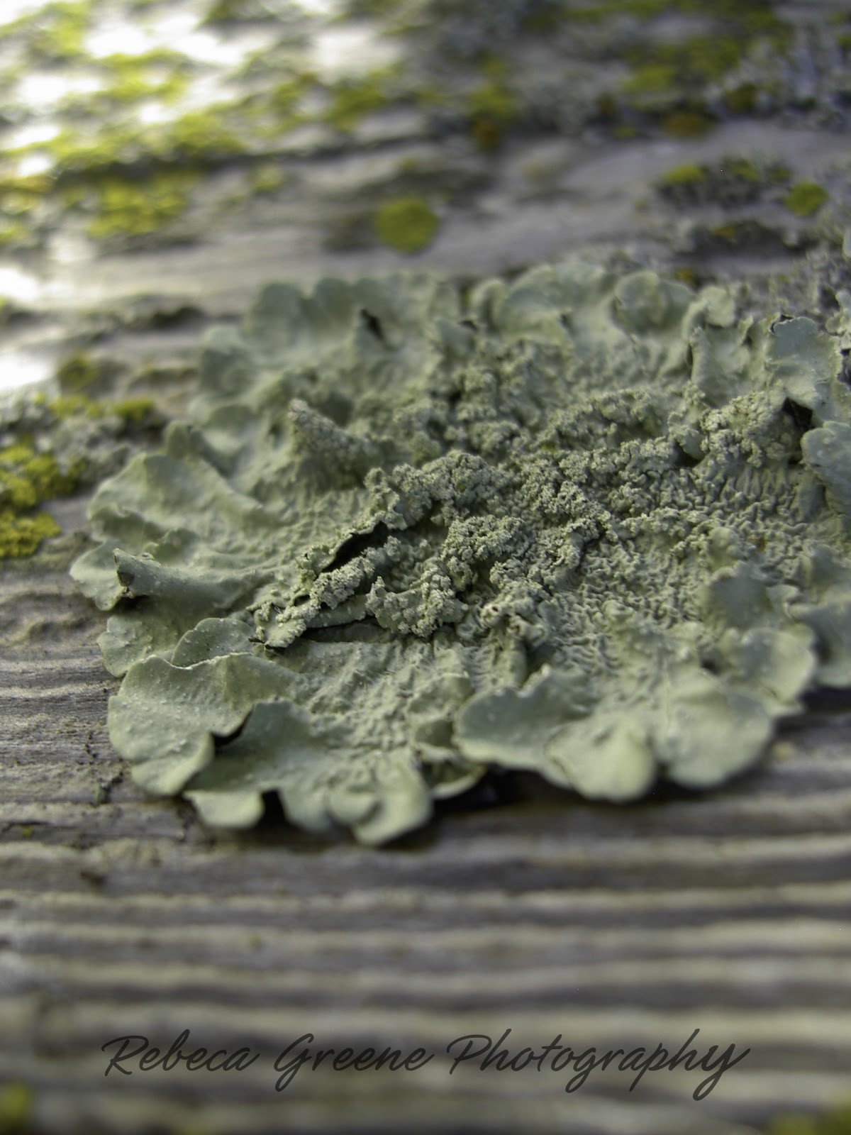 Who's Z? Creations///Rebeca Greene Photography: I'm a Fungi and I'm ...