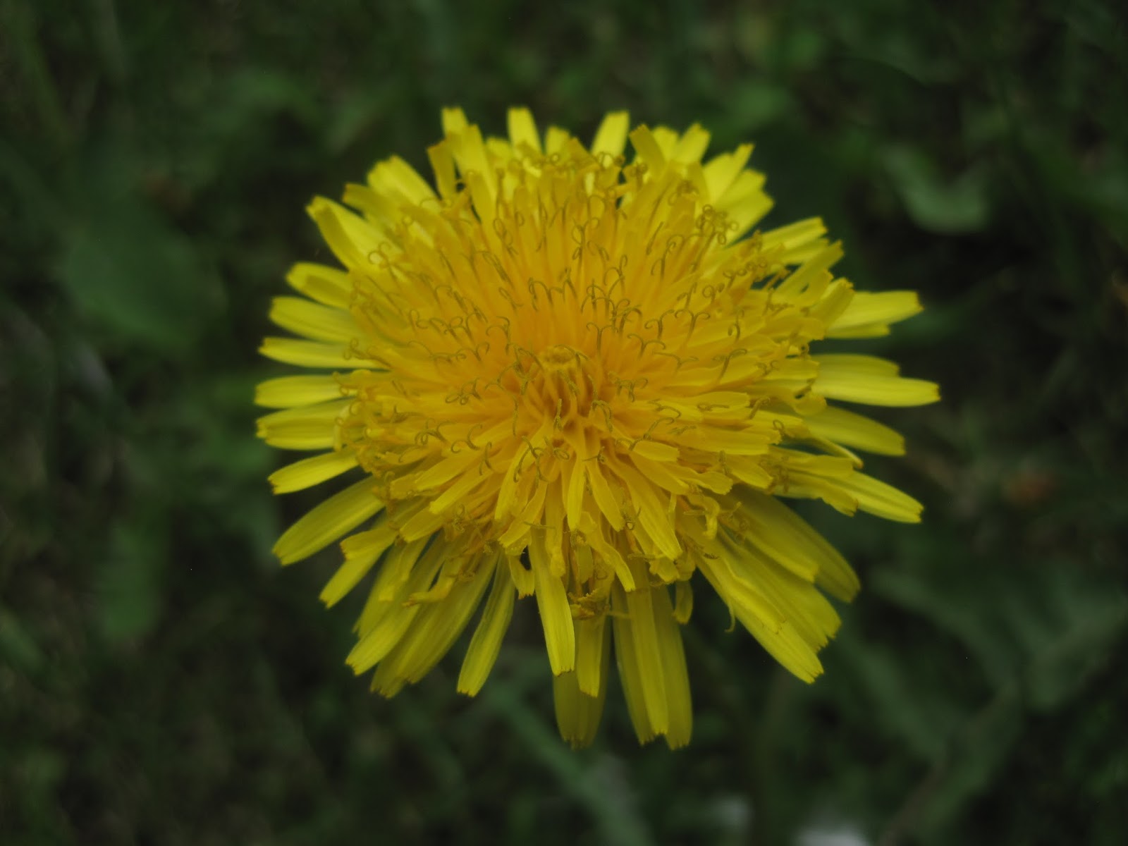 Ihan ulkona: Voikukka