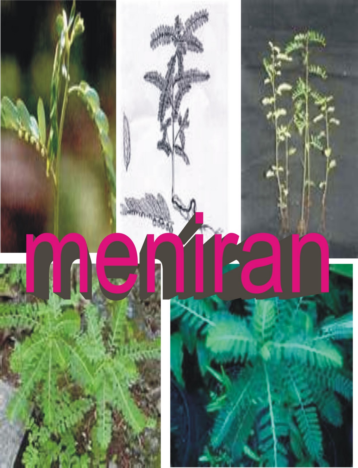 Overcome Disease: meniran