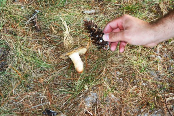 Tagabonds: Camping | Myles Standish State Forest