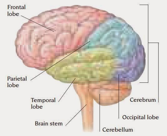 cerebrum ~ Nursing